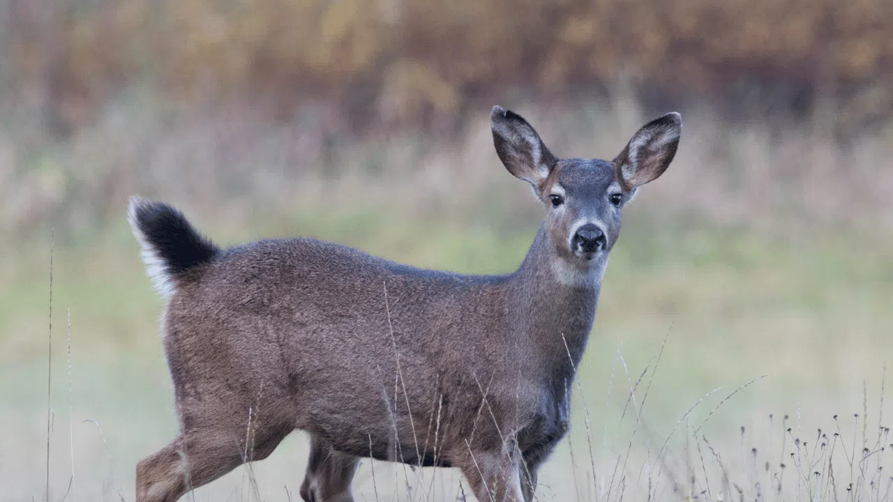 What is the most common type of deer Species in Canada?