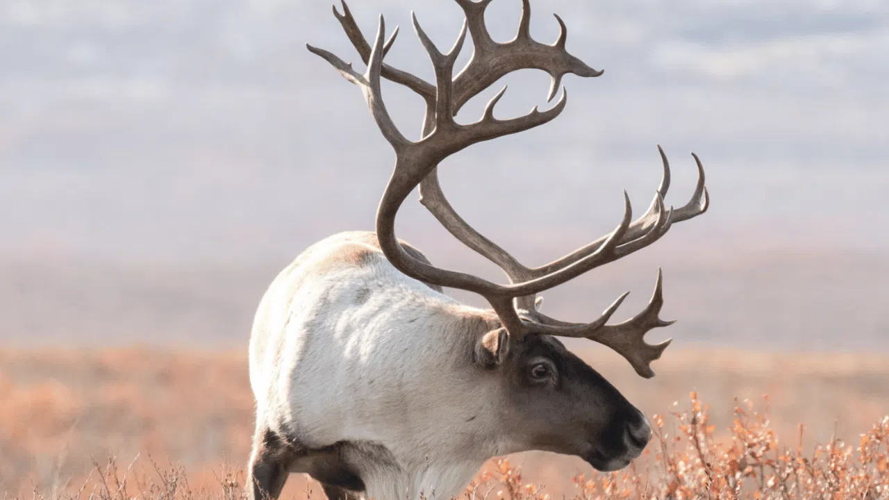 What is the most common type of deer Species in Canada?