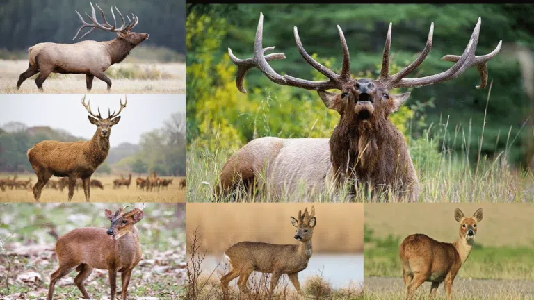 What is the most common type of deer Species in Canada?