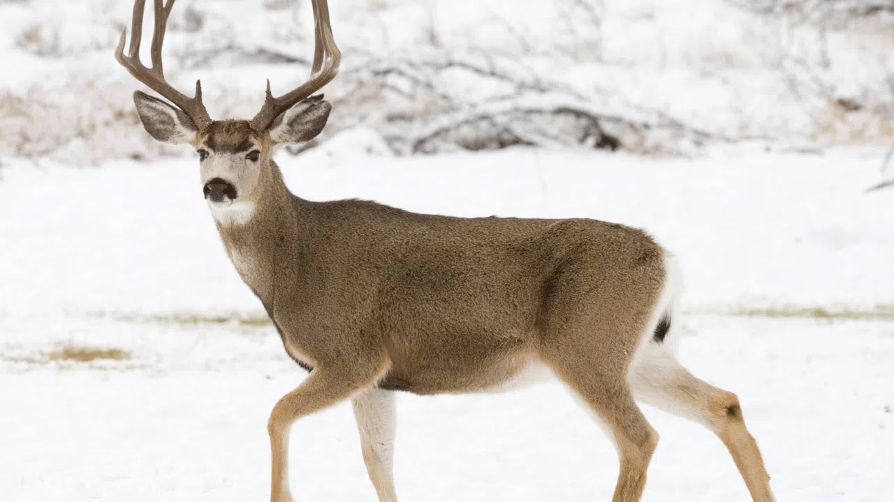 What is the most common type of deer Species in Canada?