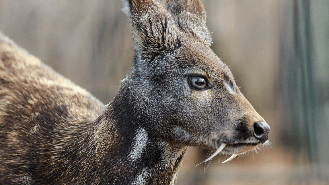 What is the most common type of deer Species in Canada?